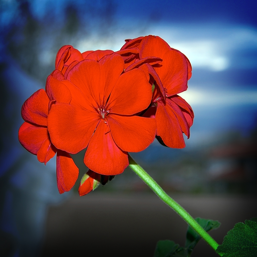 Capturing The Moment — Red Geraniums On The Patio | Becoming is ...
