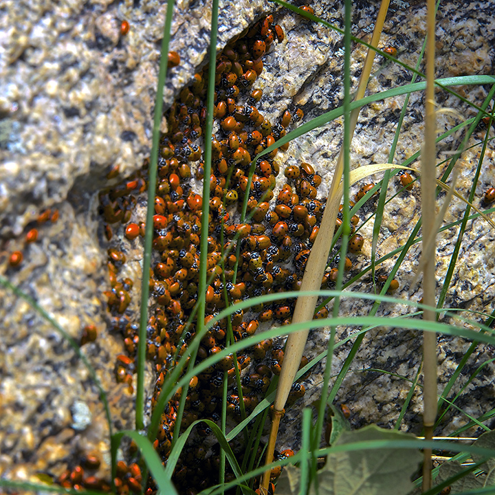 Capture The Moment — It’s Ladybug Season | Becoming is Superior to Being