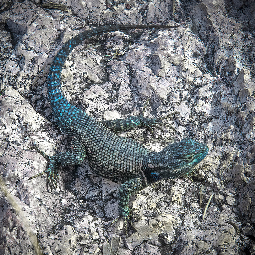 The Desert Spiny Lizard’s Cousin | Becoming is Superior to Being