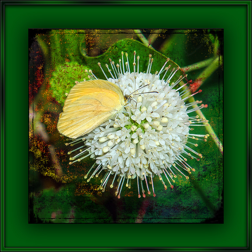 Lyside Sulphur Butterfly | Becoming is Superior to Being