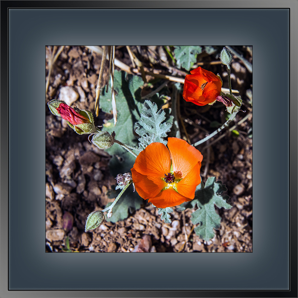 Capturing The Moment — Caliche Globemallow | Becoming is Superior to Being