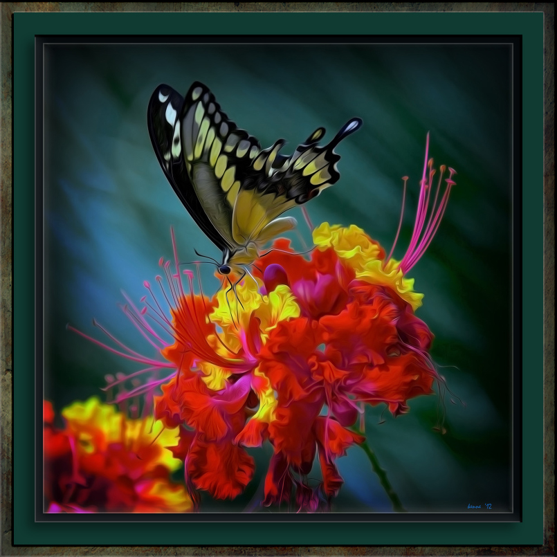 Pipevine Swallowtail Butterfly Photo Artistry | Becoming is Superior to ...