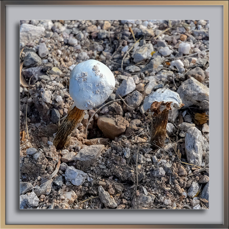 Sonoran Desert Mushrooms | Becoming is Superior to Being