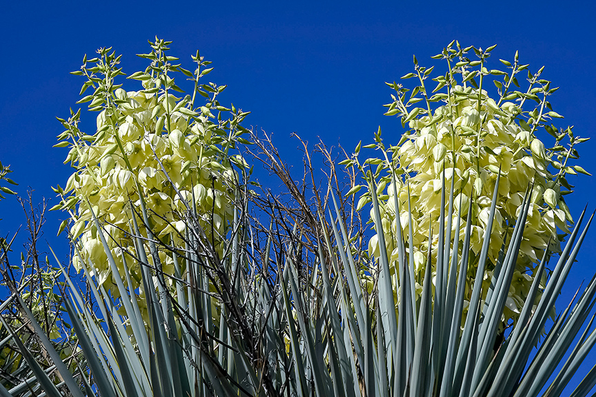 Yucca Blooming Season in Tucson | Becoming is Superior to Being