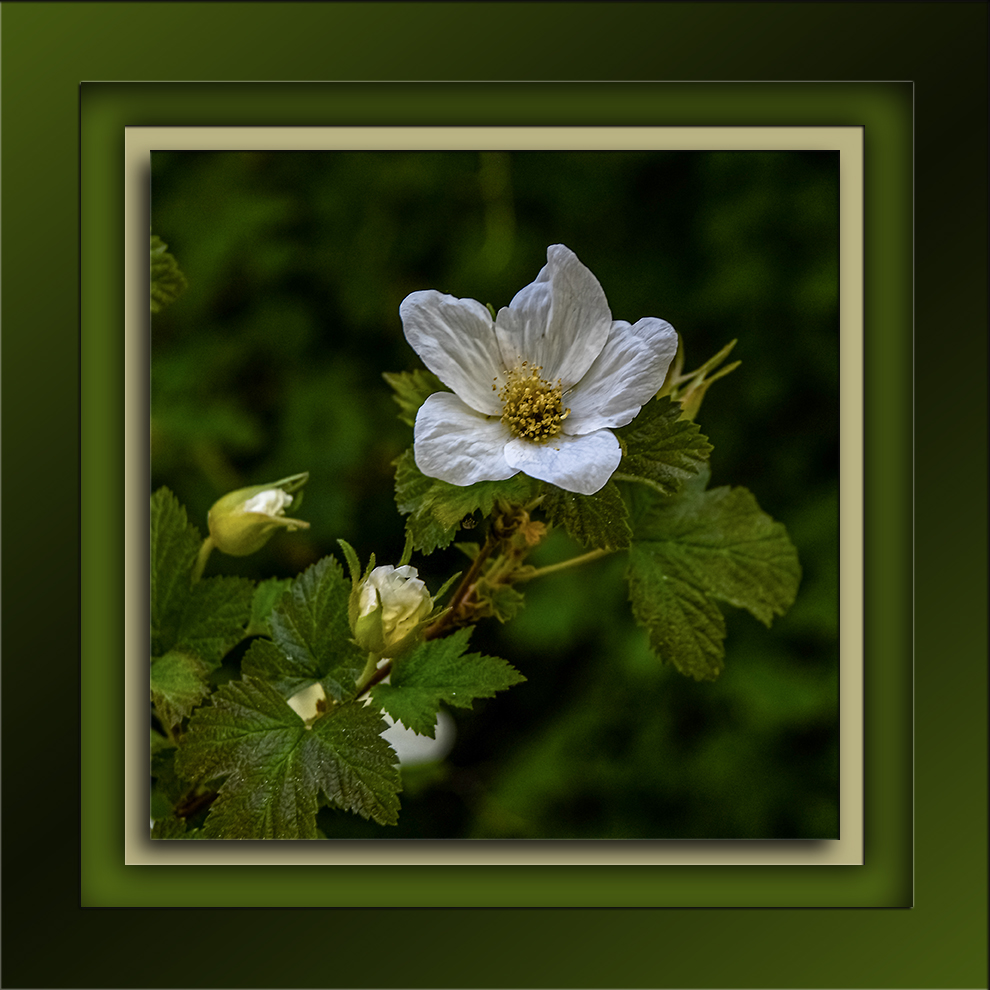 New Mexico Raspberry Blossom | Becoming is Superior to Being