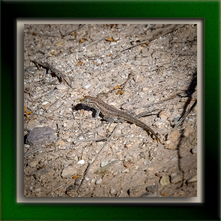 Lizard Walk In Sabino Canyon | Becoming is Superior to Being