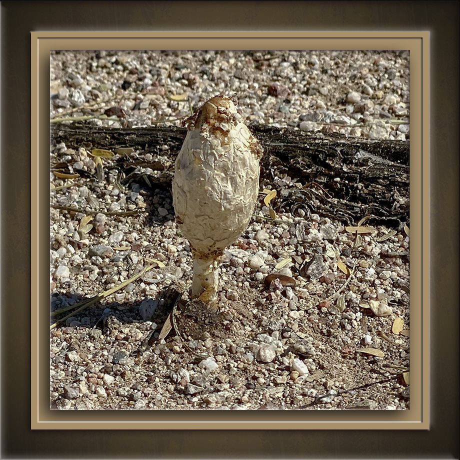 Desert Mushroom (Podaxis pistillaris) | Becoming is Superior to Being