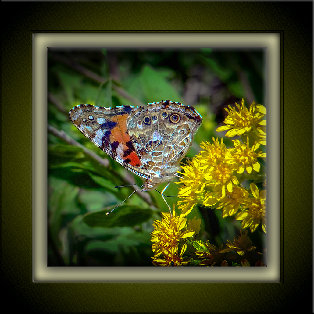 A Beautiful Painted Lady | Becoming is Superior to Being
