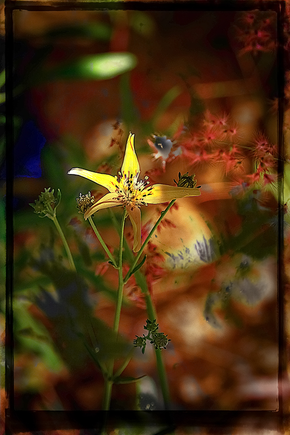 Bur Marigold Wildflower | Becoming is Superior to Being