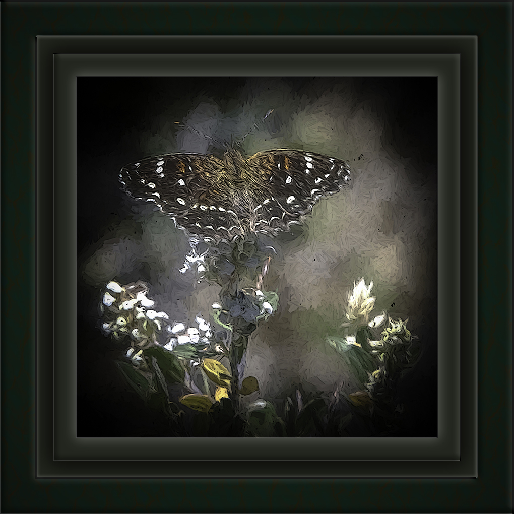 Texas Crescent Butterfly Art | Becoming is Superior to Being