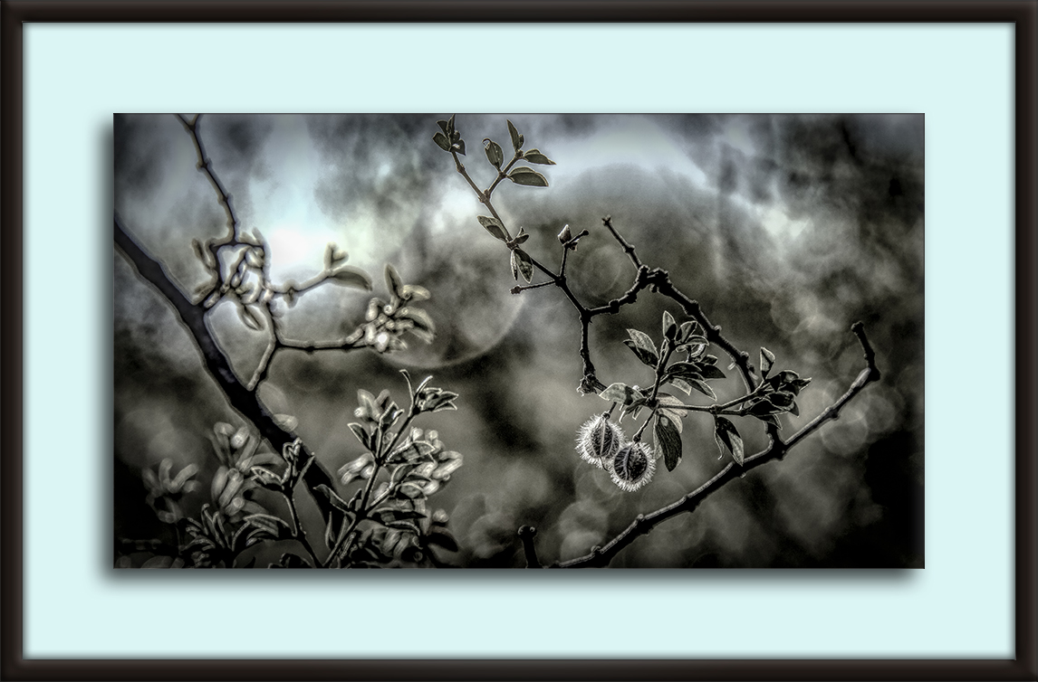 Creosote Seed Pod | Becoming is Superior to Being