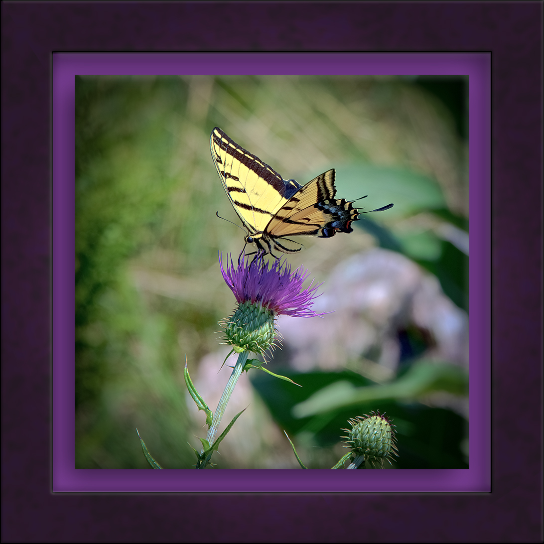 Arizona’s State Butterfly | Becoming is Superior to Being