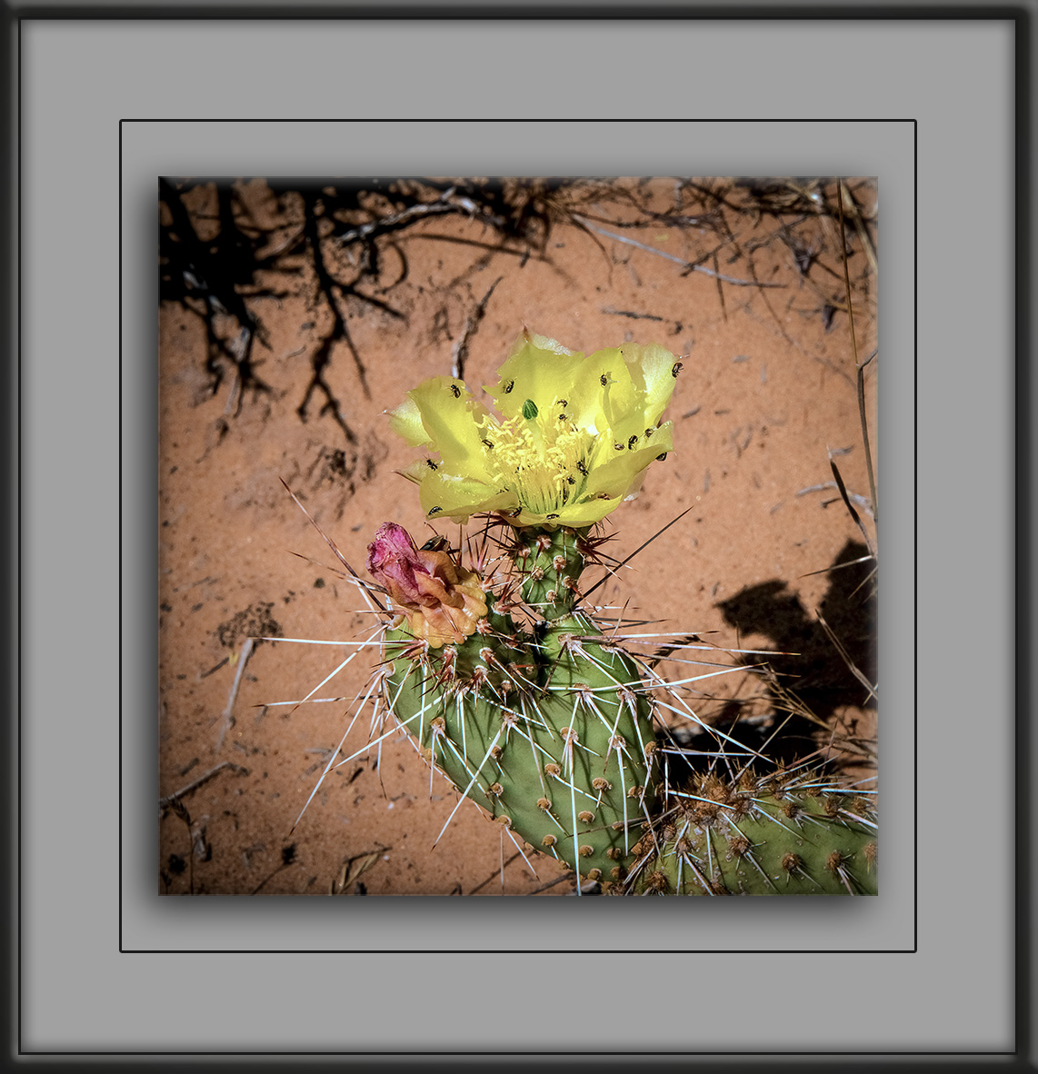Cactus Blossom In The Utah Desert | Becoming is Superior to Being