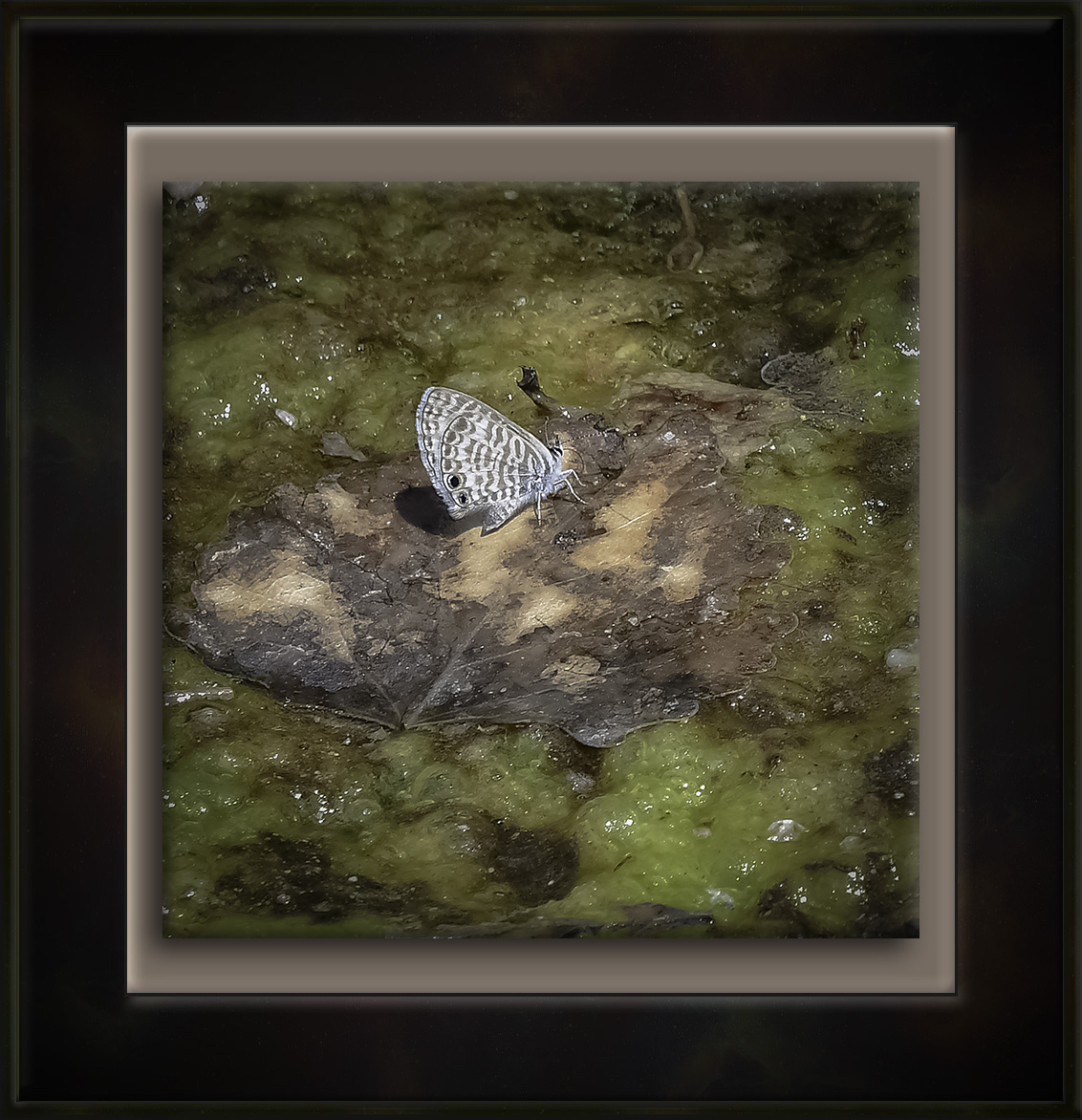 Marine Blue Butterfly On Algae Scum | Becoming is Superior to Being