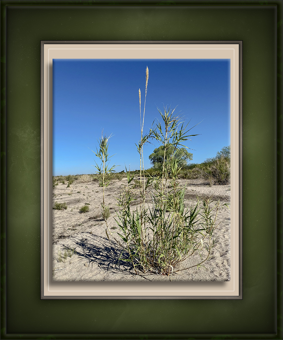 Giant Reed | Becoming is Superior to Being