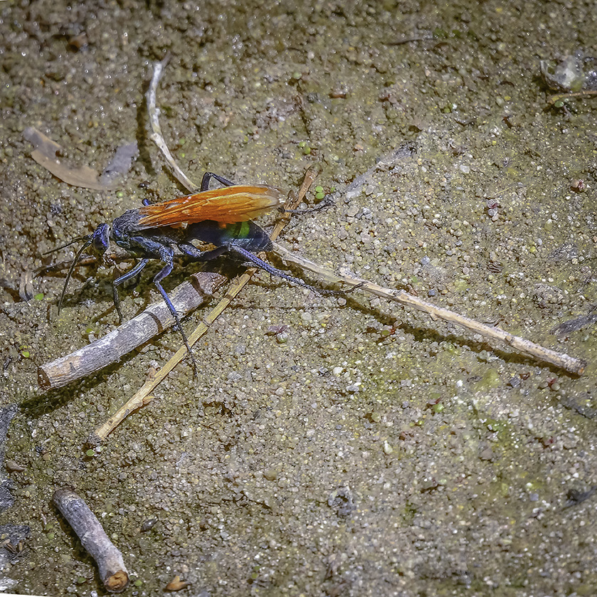 Tarantula Hawk | Becoming is Superior to Being