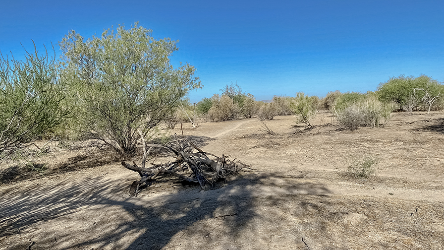 Tanque Verde Wash Trail- Photo Essay | Becoming is Superior to Being