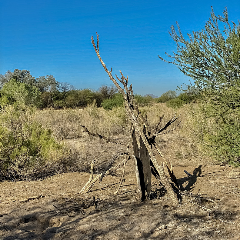 Tanque Verde Wash Trail- Photo Essay | Becoming is Superior to Being