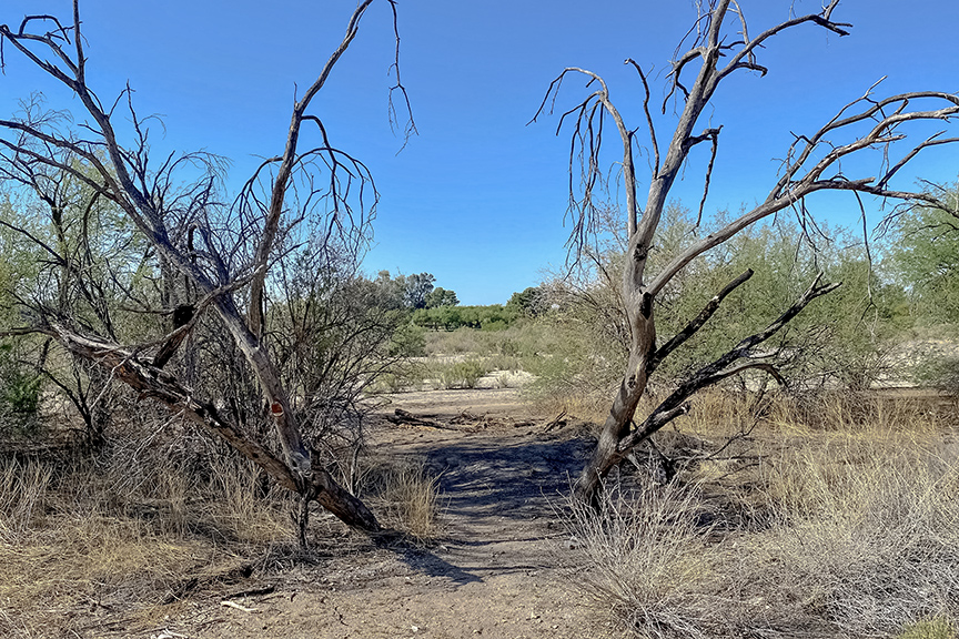 Tanque Verde Wash Trail- Photo Essay | Becoming is Superior to Being