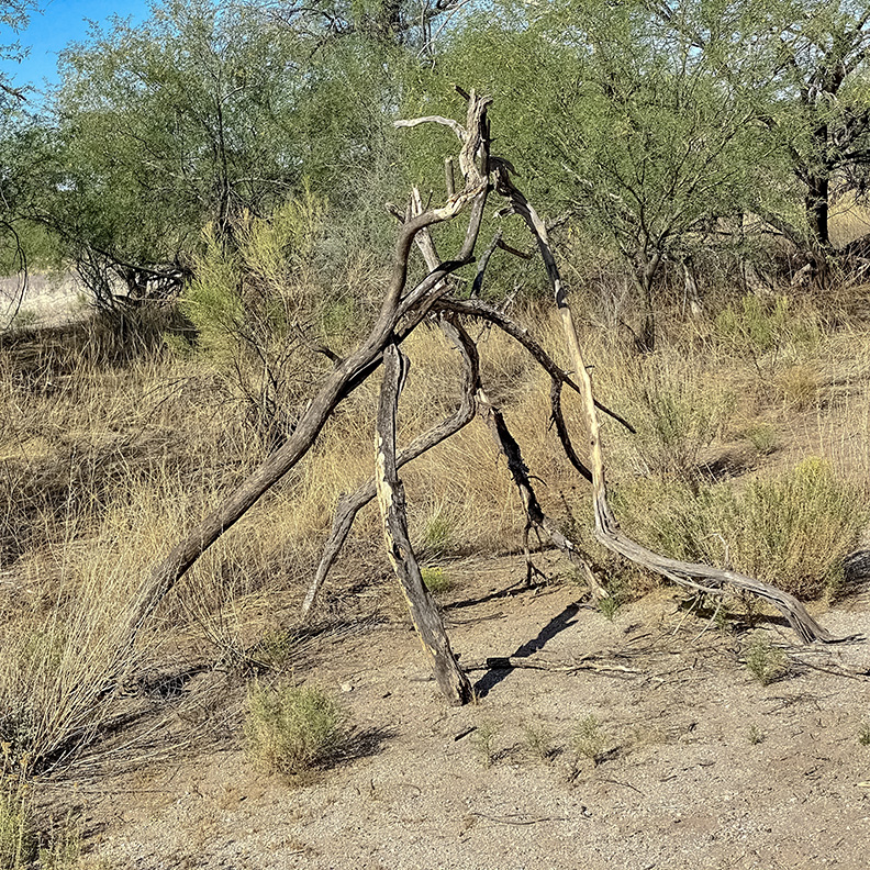 Tanque Verde Wash Trail- Photo Essay | Becoming is Superior to Being