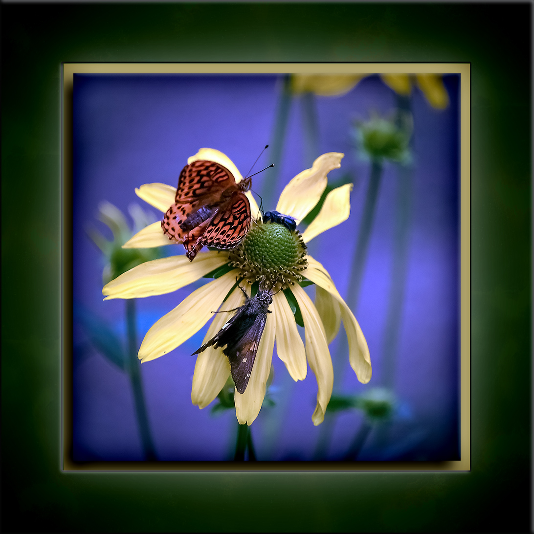Arizona Fritillary and Friends | Becoming is Superior to Being