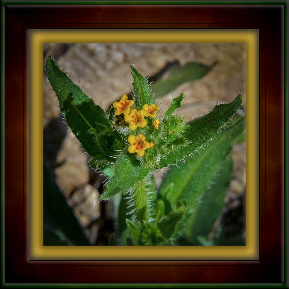 Fiddleneck Wildflowers | Becoming is Superior to Being