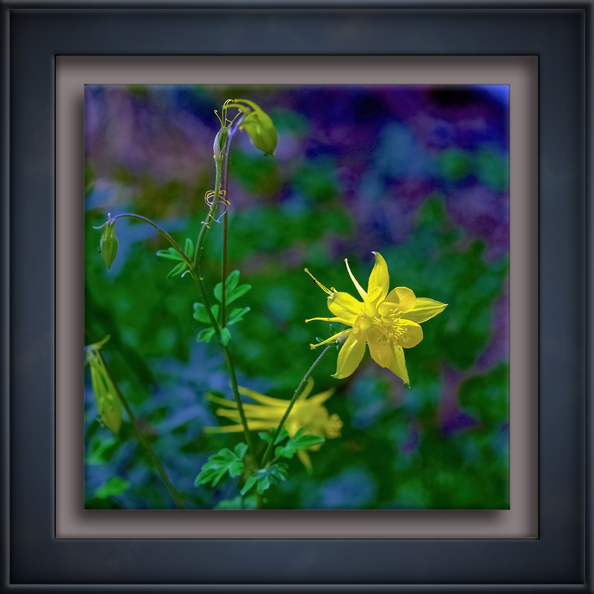 Golden Columbine On Box Camp Trail | Becoming is Superior to Being