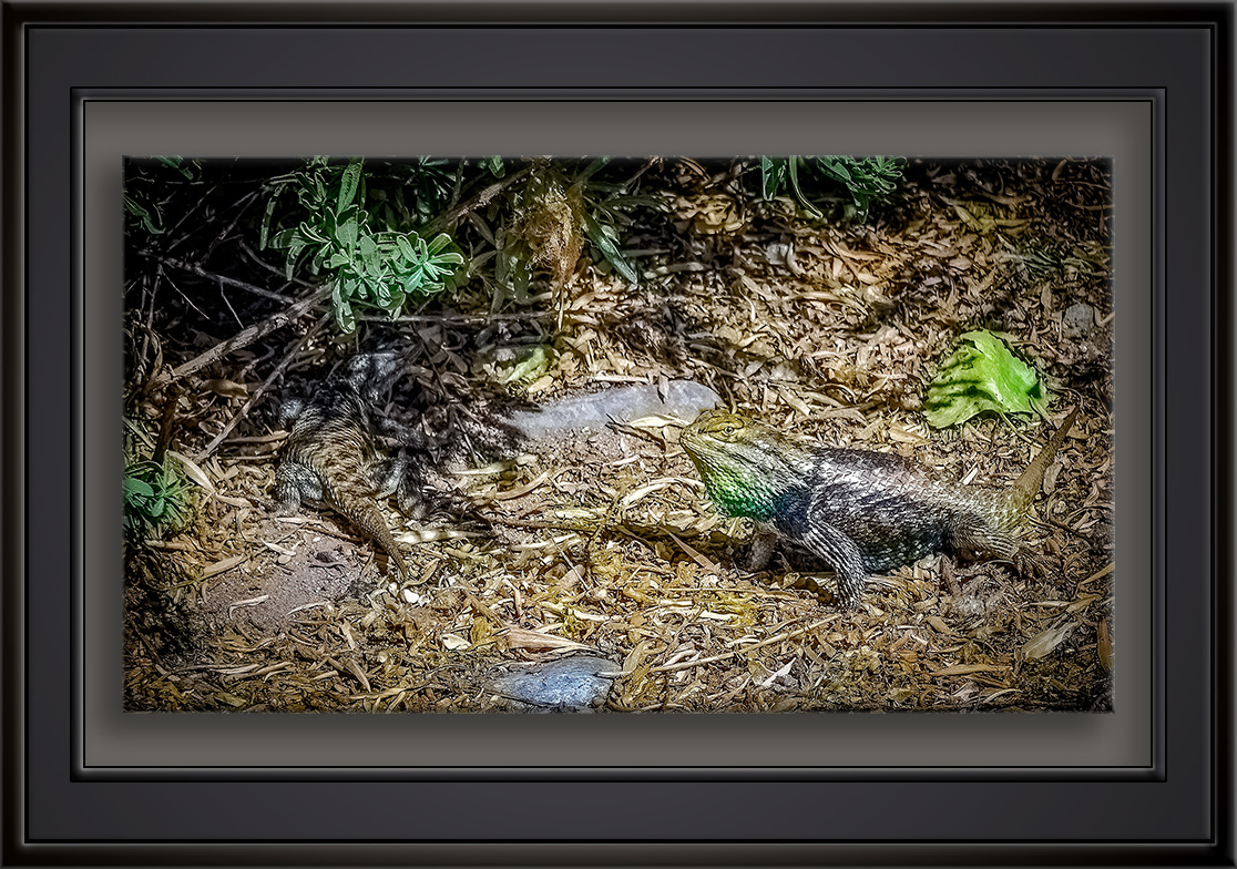 Two Desert Spiny Lizards | Becoming is Superior to Being