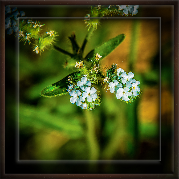 Be A Flower | Becoming is Superior to Being