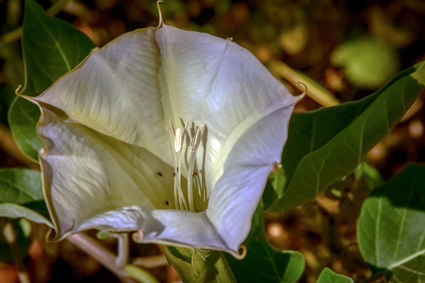 Sacred Datura Flower | Becoming is Superior to Being