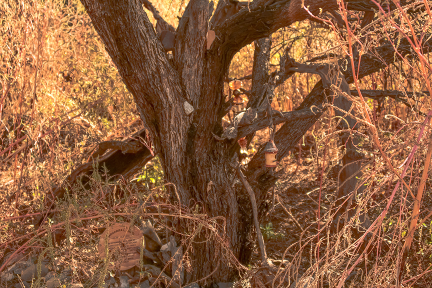Careless-weed Has Taken Over The Tanque Verde Wash Trails | Becoming is ...