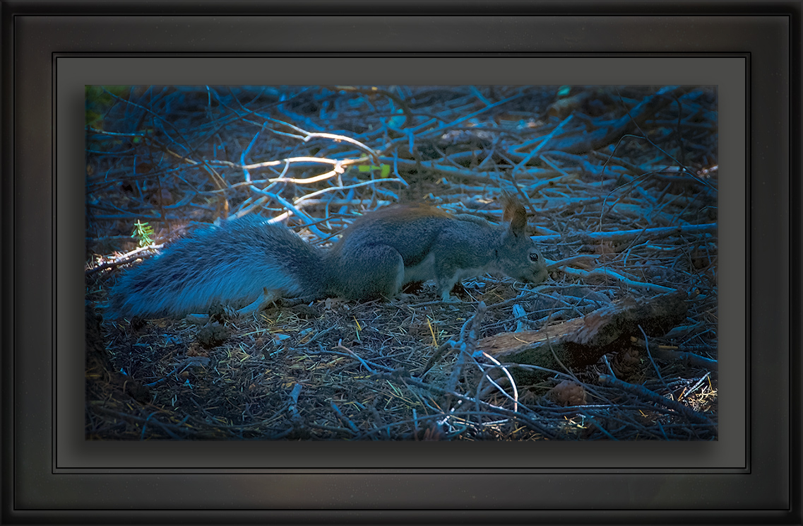 Albert’s Squirrel | Becoming is Superior to Being