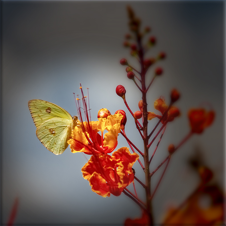 Orange Sulpher Butterfly | Becoming is Superior to Being