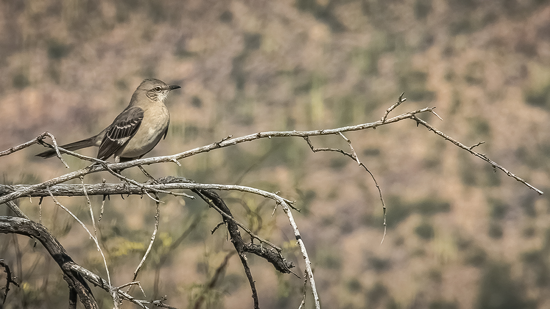 Northern Mockingbird In Sabino Canyon | Becoming is Superior to Being