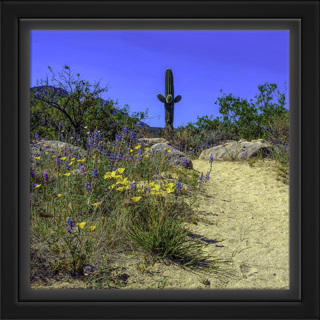 Spring Flowers Along The Trail | Becoming is Superior to Being