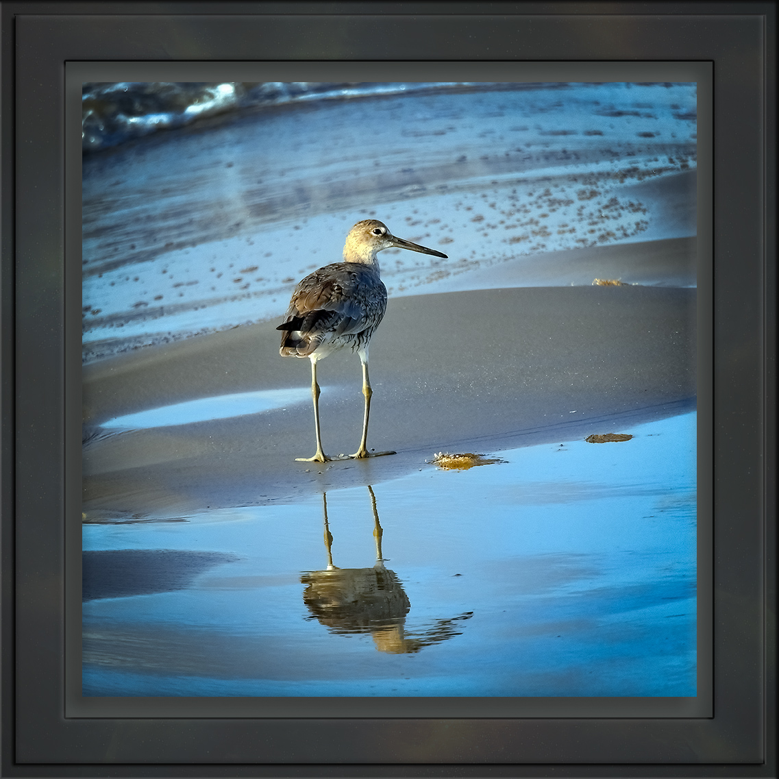 Willet On Galveston Shore | Becoming is Superior to Being
