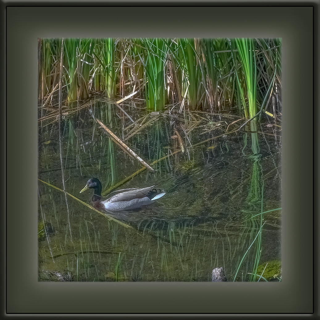 Drifting Through the Reeds | Becoming is Superior to Being