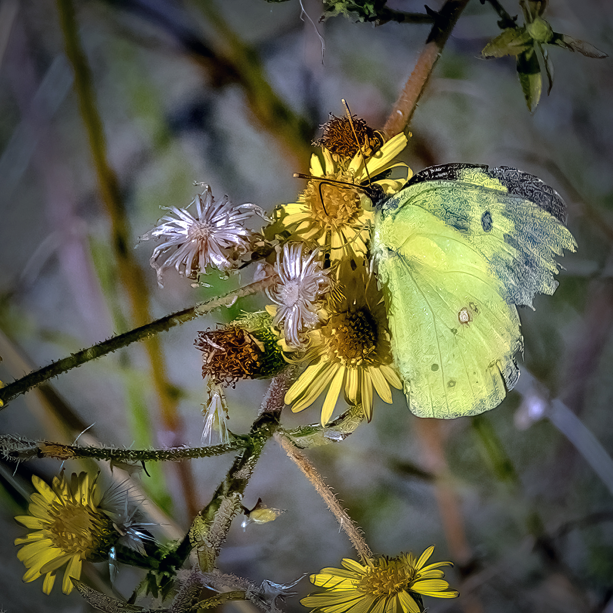 Southern Dogface Butterfly | Becoming is Superior to Being