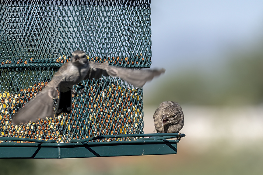 Bewick’s Wren and House Finch At Feeder | Becoming is Superior to Being
