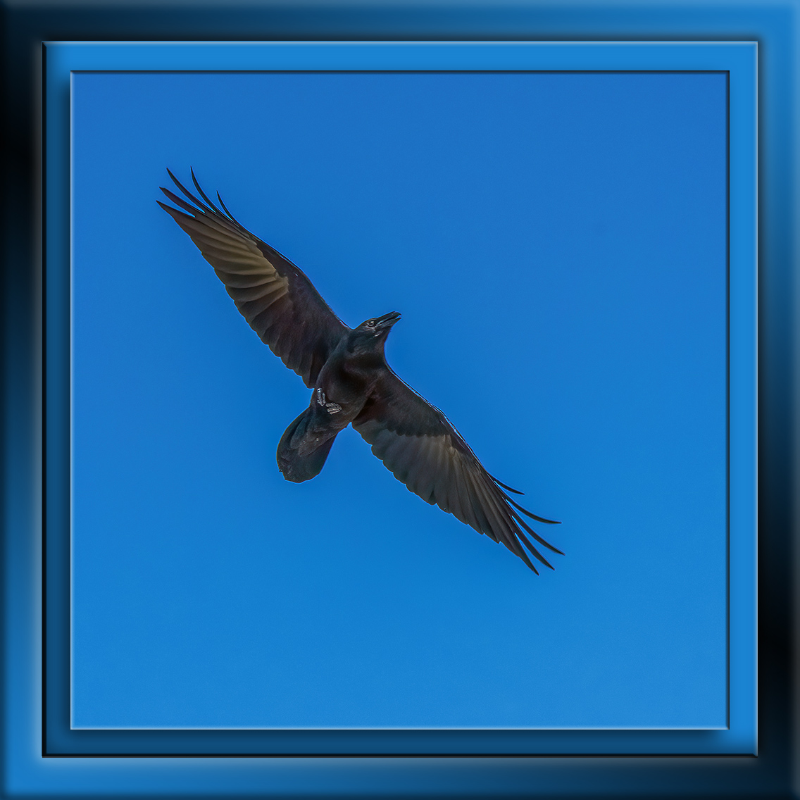 Raven, The Largest Perching Bird | Becoming is Superior to Being