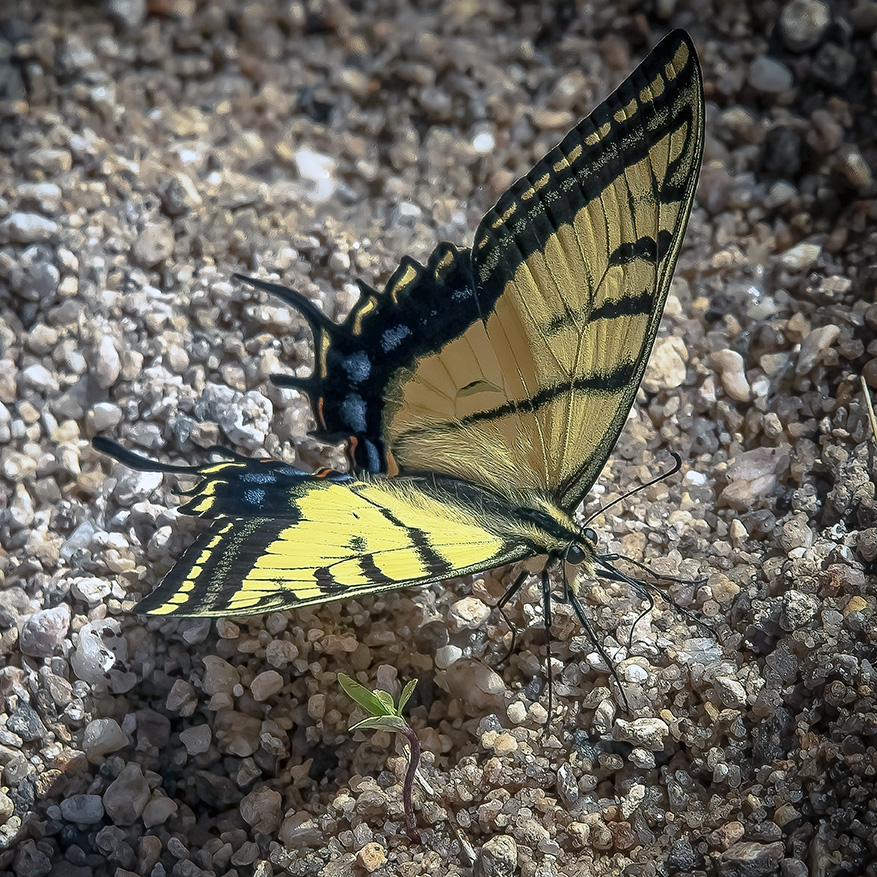 Western Tiger Swallowtail | Becoming is Superior to Being