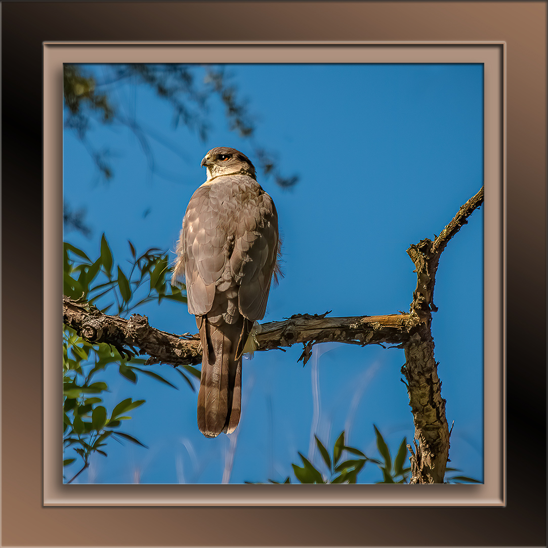 A Hungry Hawk | Becoming is Superior to Being