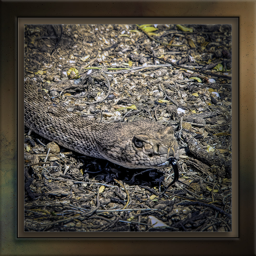 Western Diamondback Rattlesnake | Becoming is Superior to Being