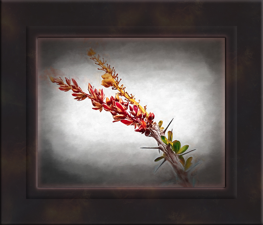 Undoing the Ocotillo | Becoming is Superior to Being