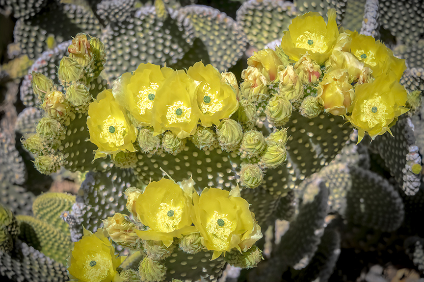 Cactus Blossoms Are Everywhere This Spring | Becoming is Superior to Being