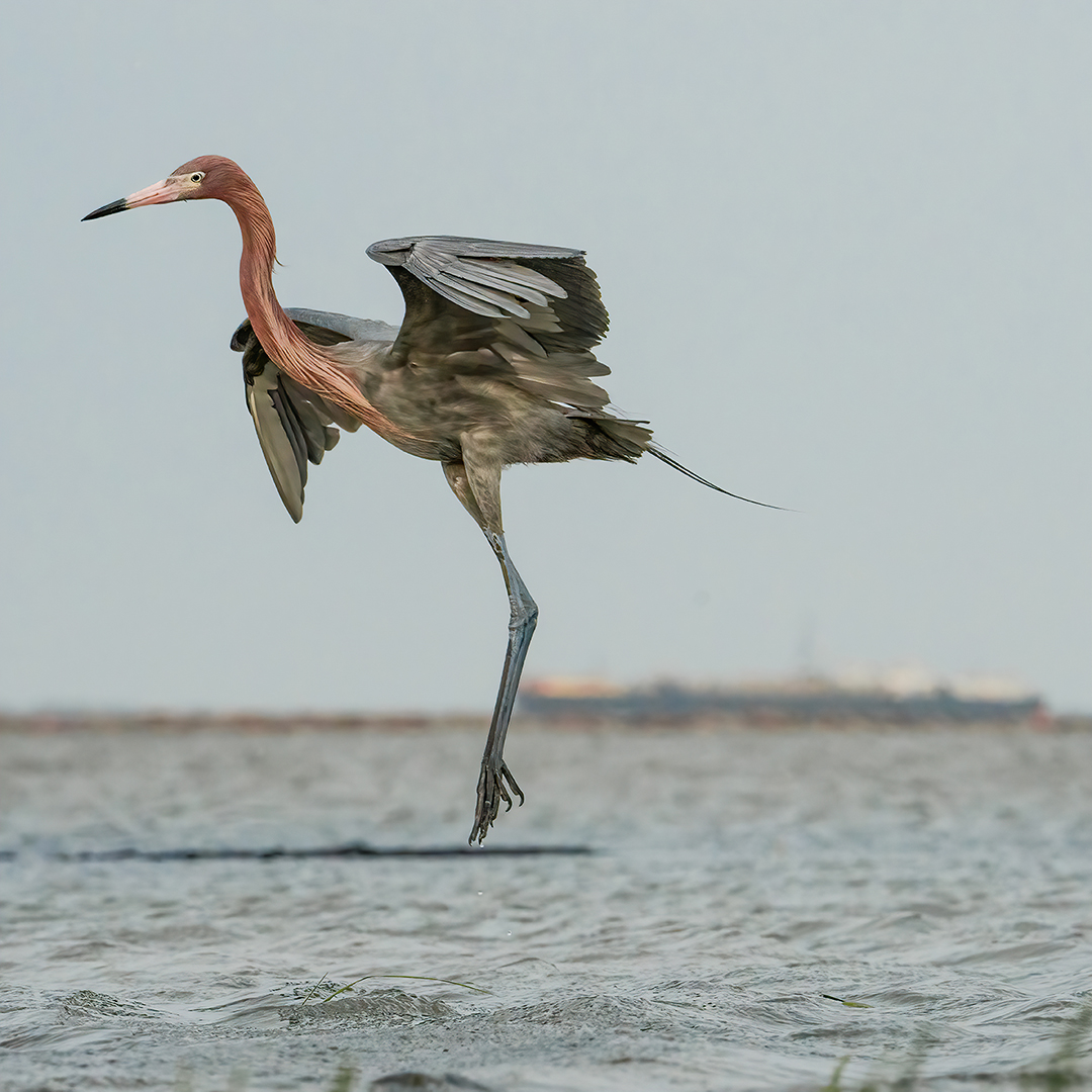 Reddish Egret | Becoming is Superior to Being