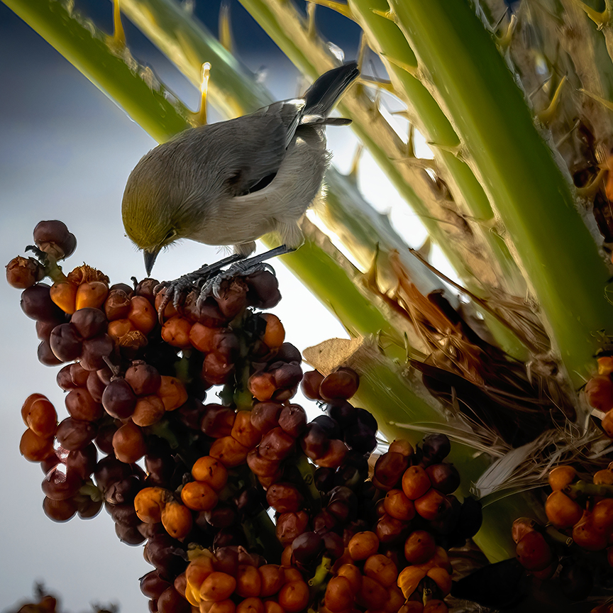 Verdin Foraging | Becoming is Superior to Being