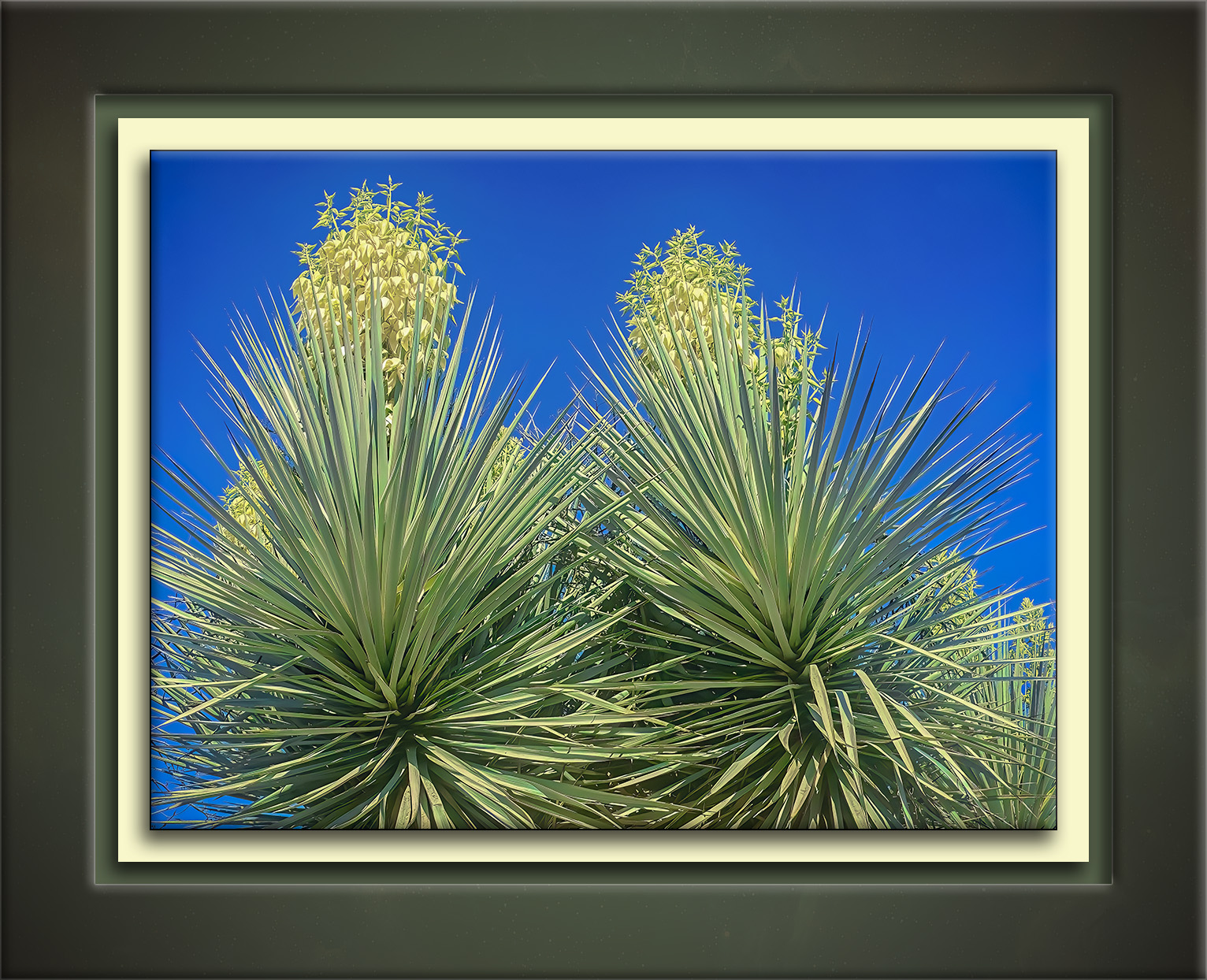 Yucca Blossom Time Of The Year | Becoming is Superior to Being
