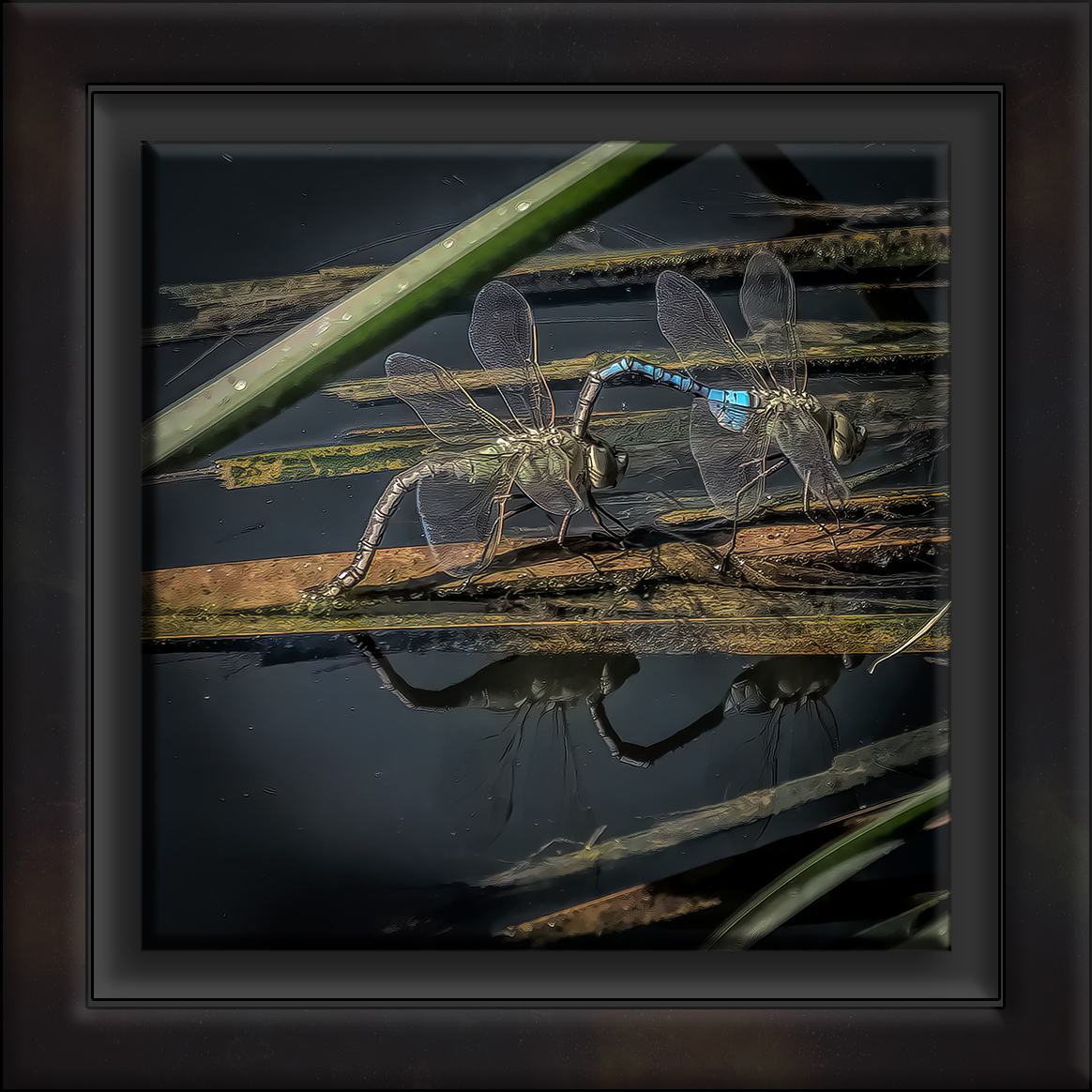 Green Darner Dragonflies | Becoming is Superior to Being