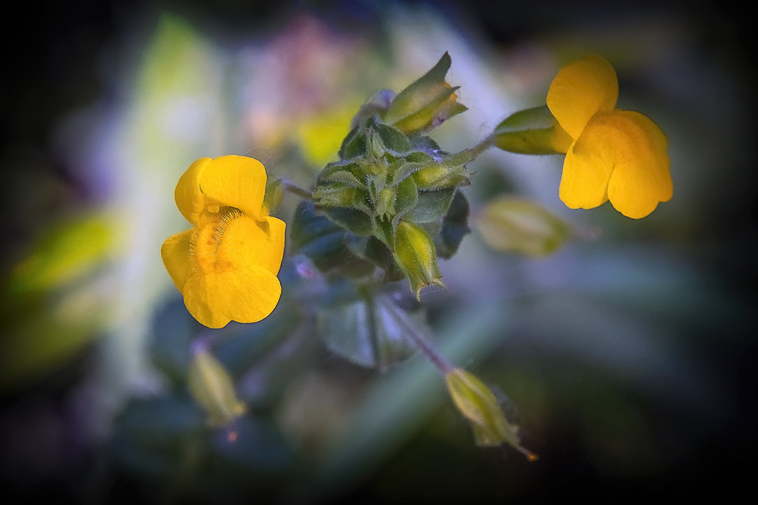 Monkey Flower | Becoming is Superior to Being